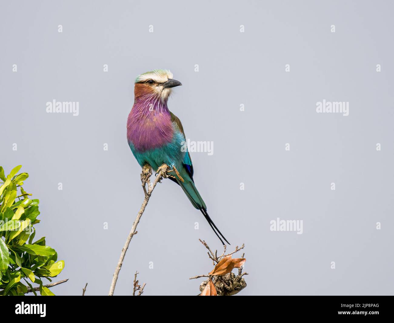 East african roller hi-res stock photography and images - Alamy