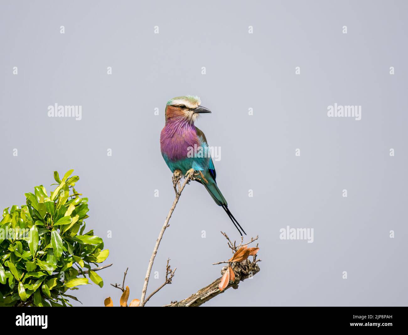 Lilac breasted roller on the Maasai Mara, Kenya, East Africa Stock ...