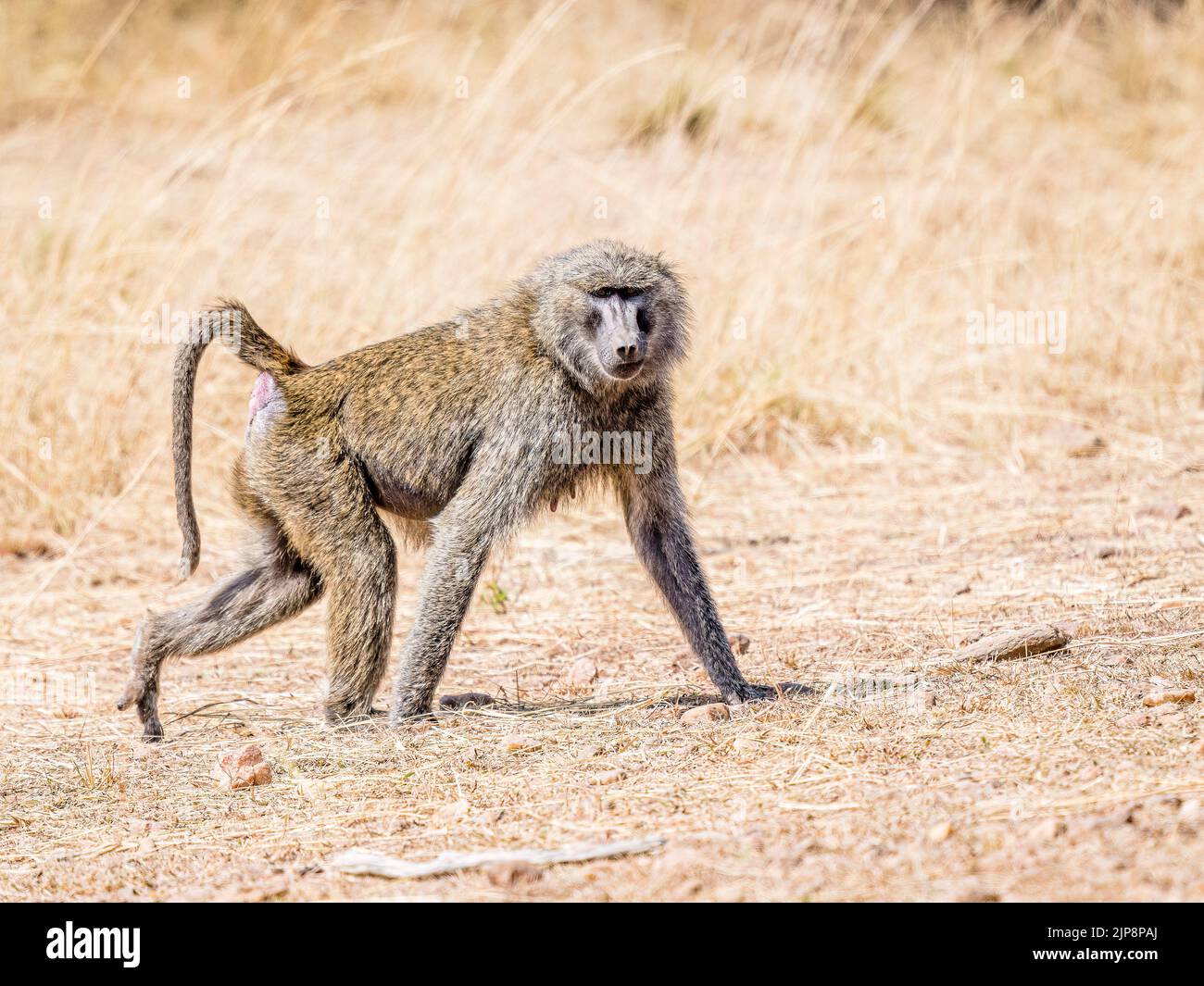 Olive baboon on the Maasai Mara, Kenya, East Africa Stock Photo - Alamy