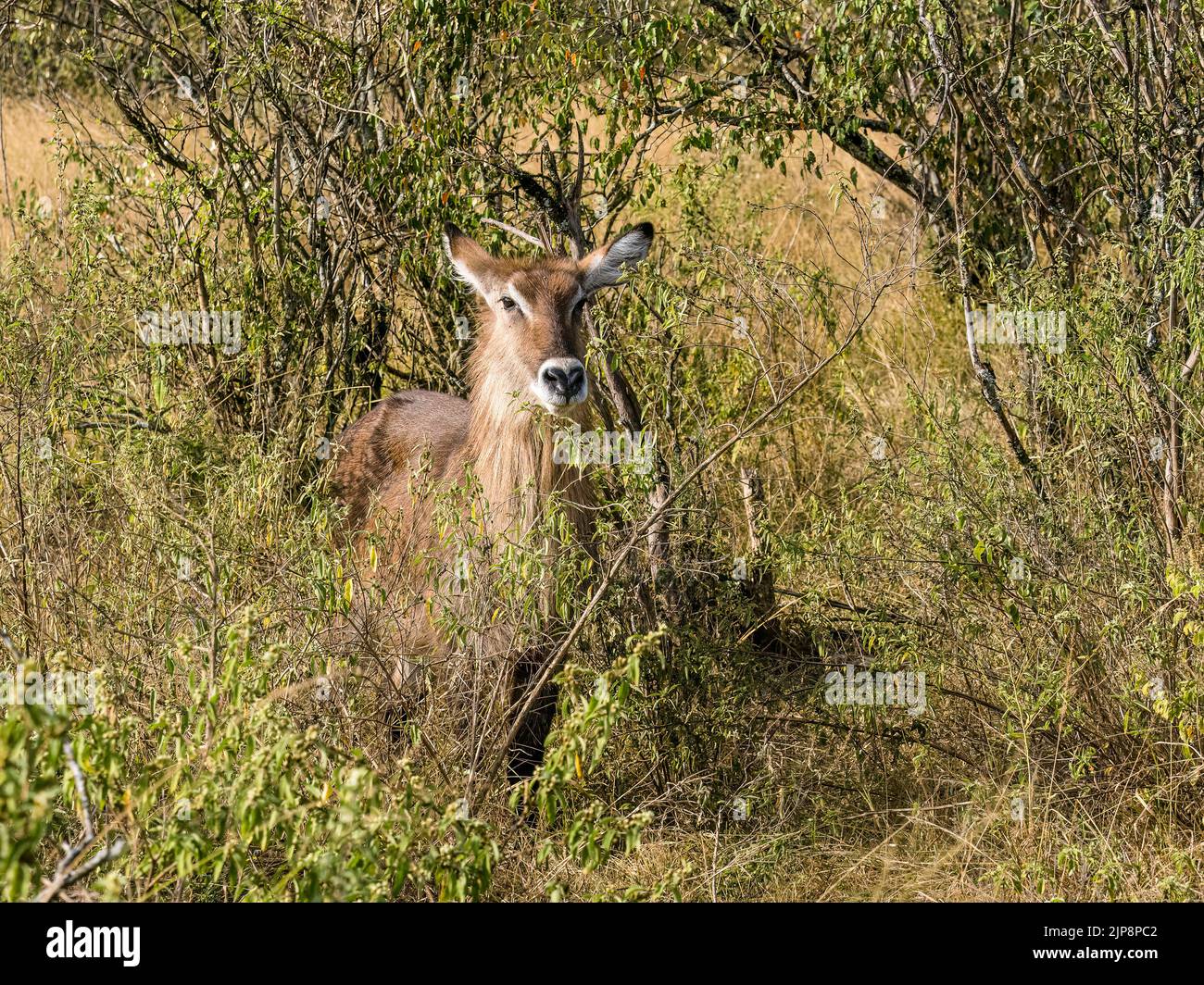 Hooves africa hi-res stock photography and images - Alamy
