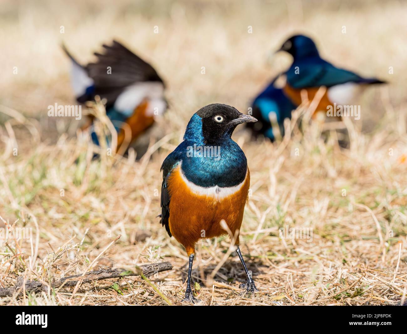 Superb starling africa hi-res stock photography and images - Alamy