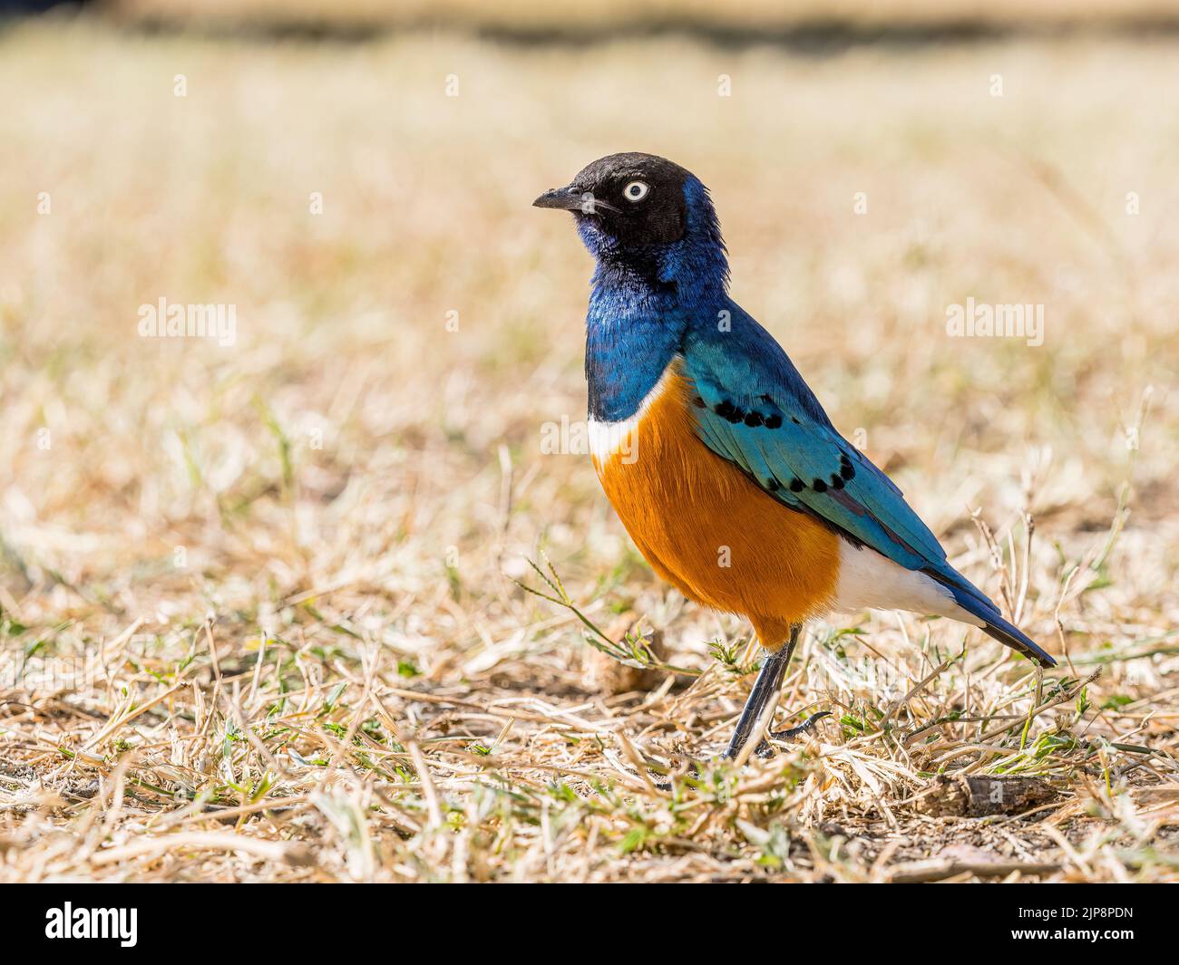 Superb starling on the Maasai Mara, Kenya, East Africa Stock Photo - Alamy