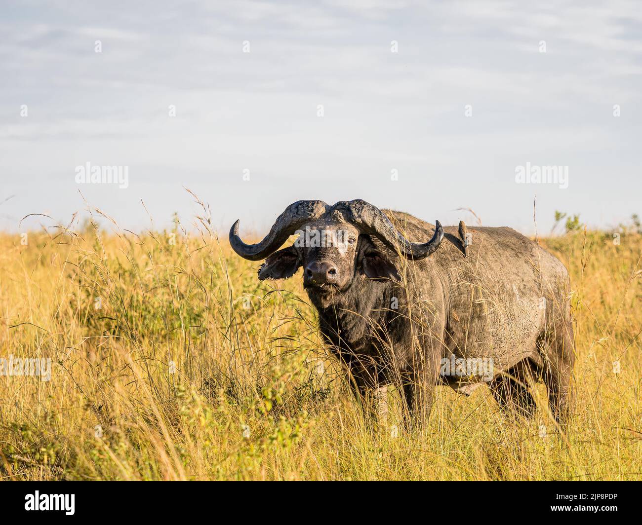 Cape Buffalo on the Maasai Mara, Kenya, East Africa Stock Photo - Alamy