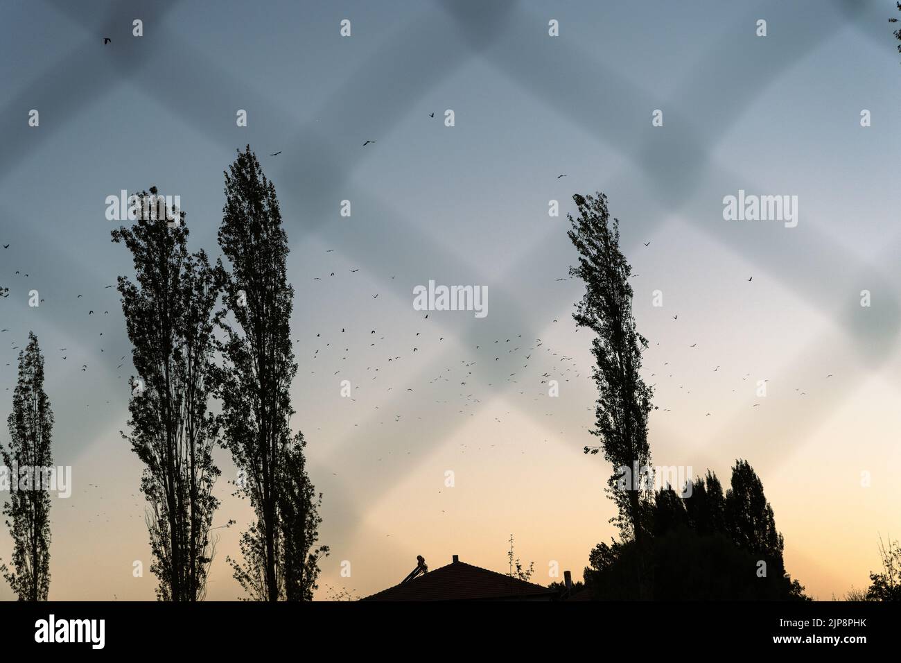 Bird and long tree silhouettes during sunset, with blurred image of ...