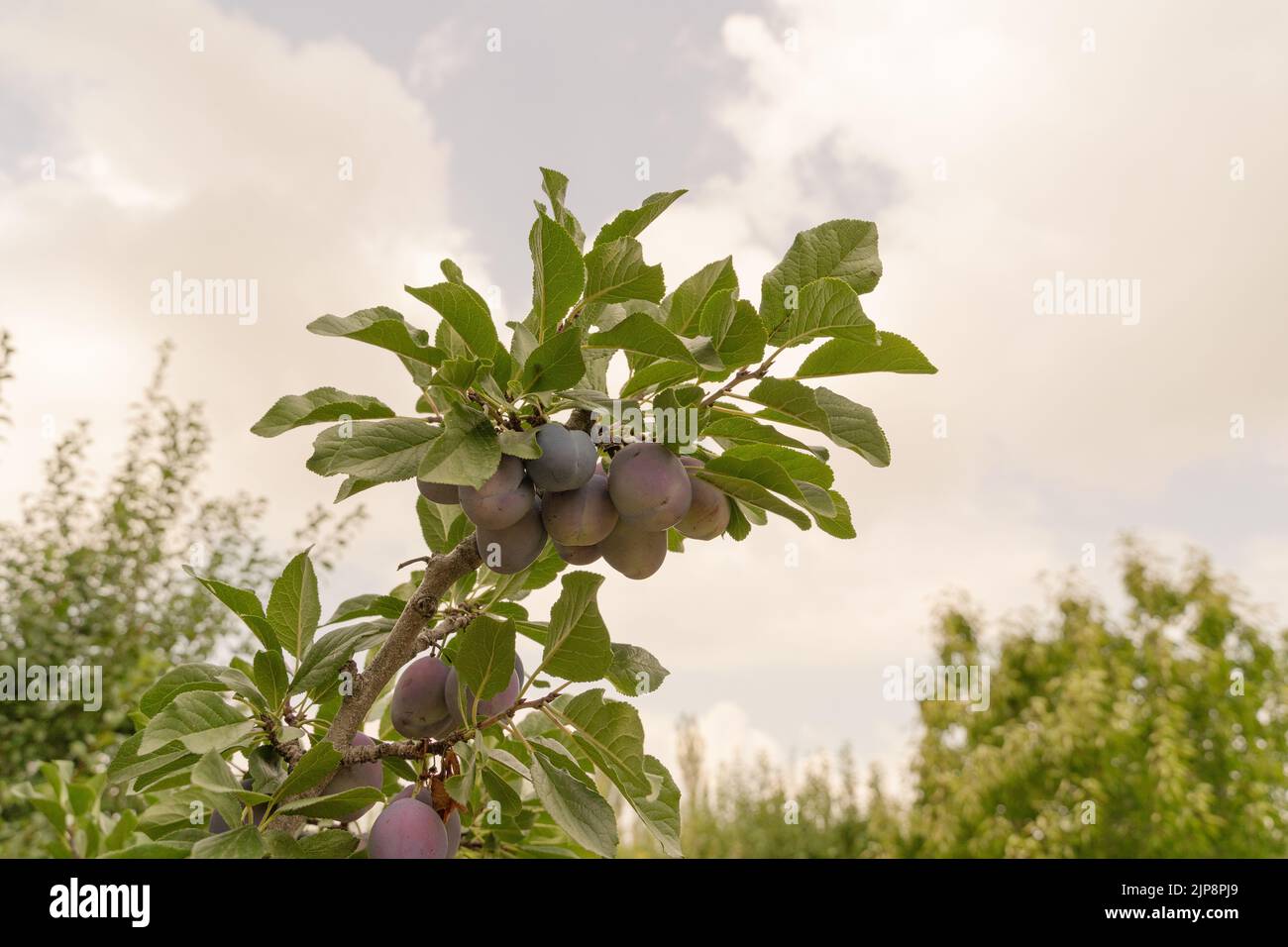 Group of purple plum at tree branch with sky at the background Stock ...