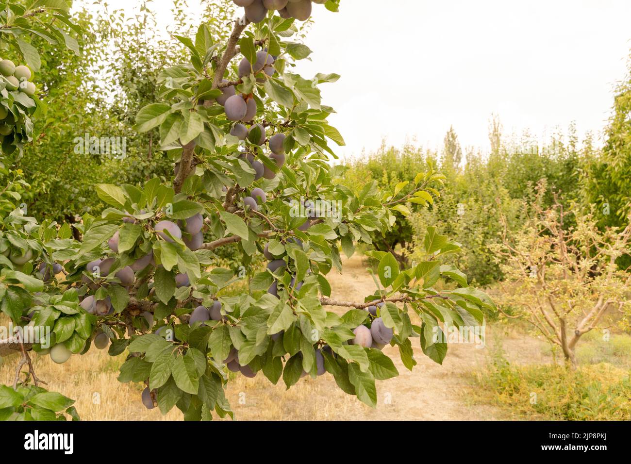 Group of purple plum at tree branch with garden view at the background ...