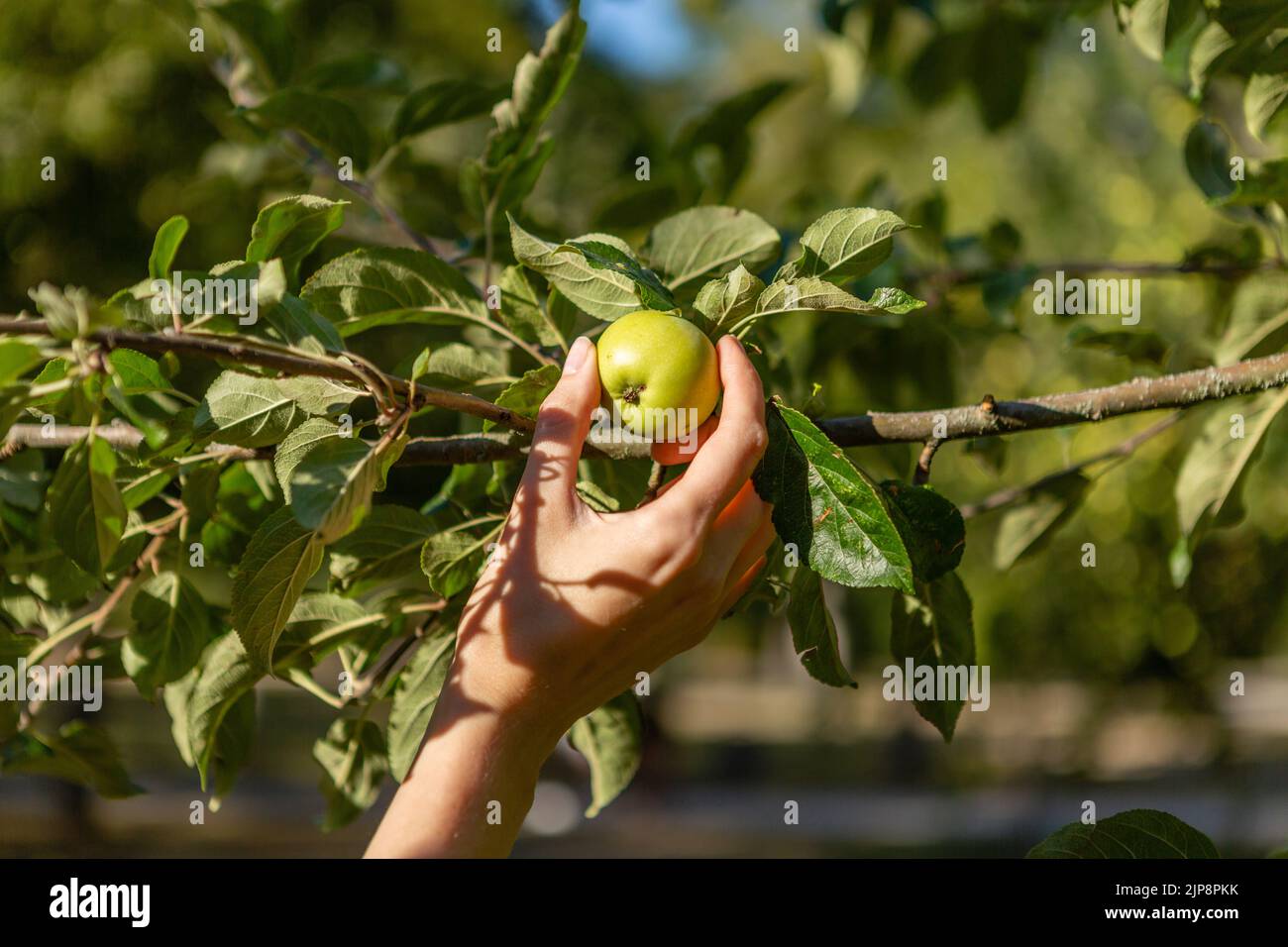Woman is reaching out for an apple Stock Photo - Alamy