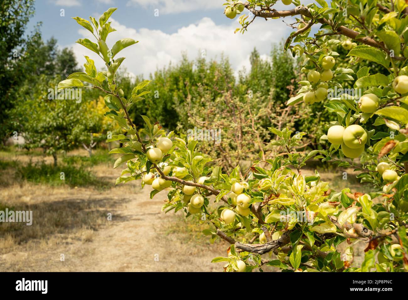 Group of apple at tree branch with garden view at the background Stock ...