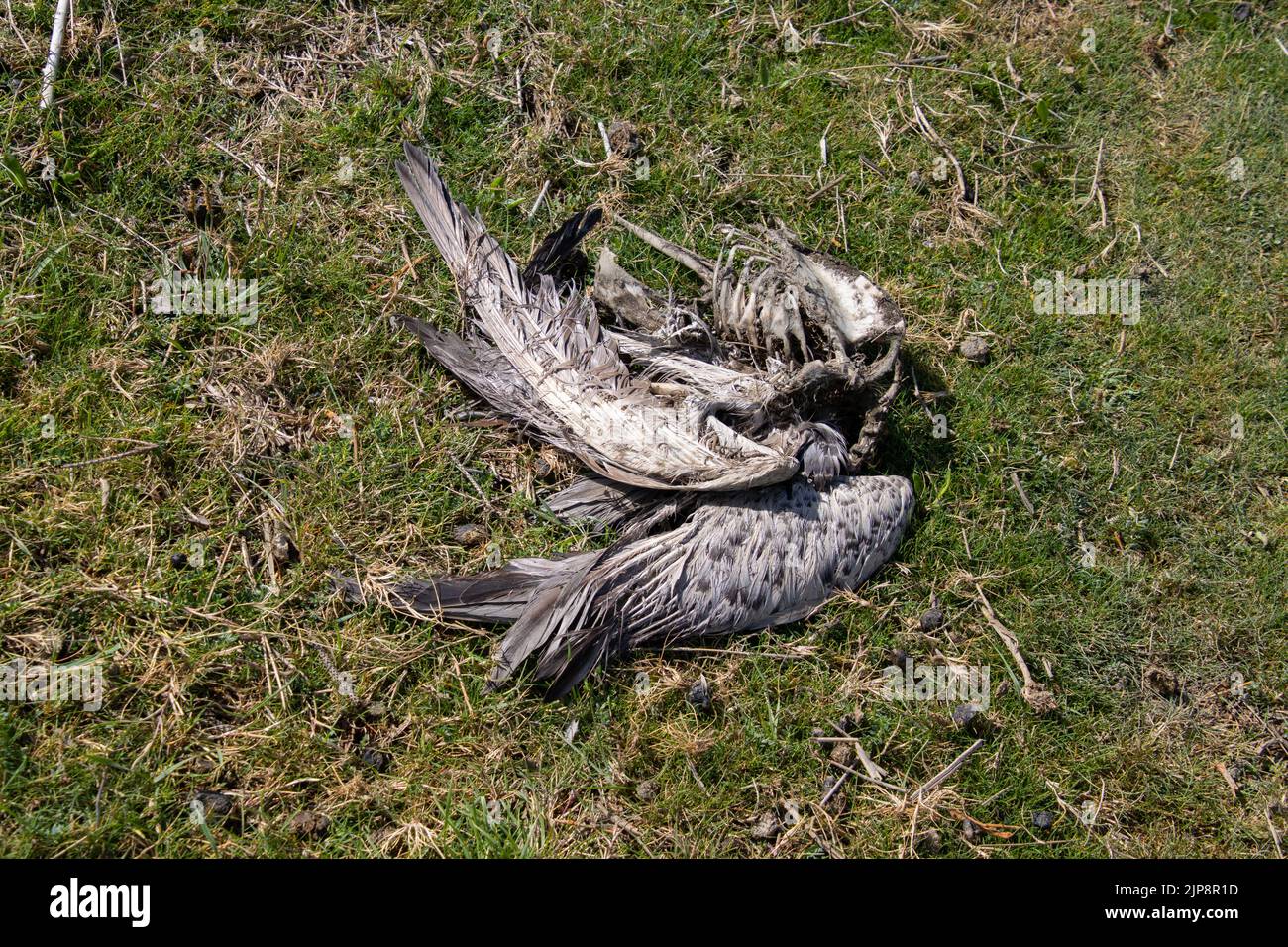 Decaying animal bone hi-res stock photography and images - Alamy