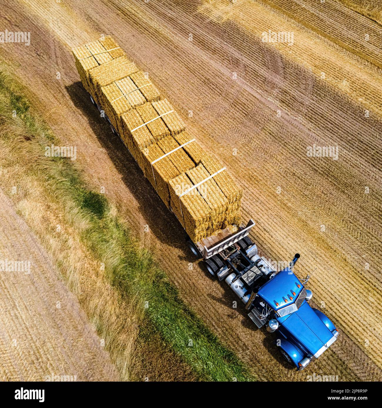 The loading of freshly cut bales on a rural farm in wisconsin Stock ...