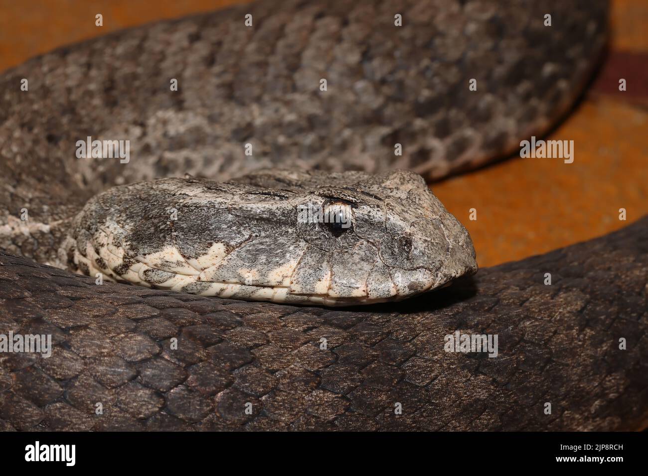 Australian Common Death Adder Snake Stock Photo - Alamy