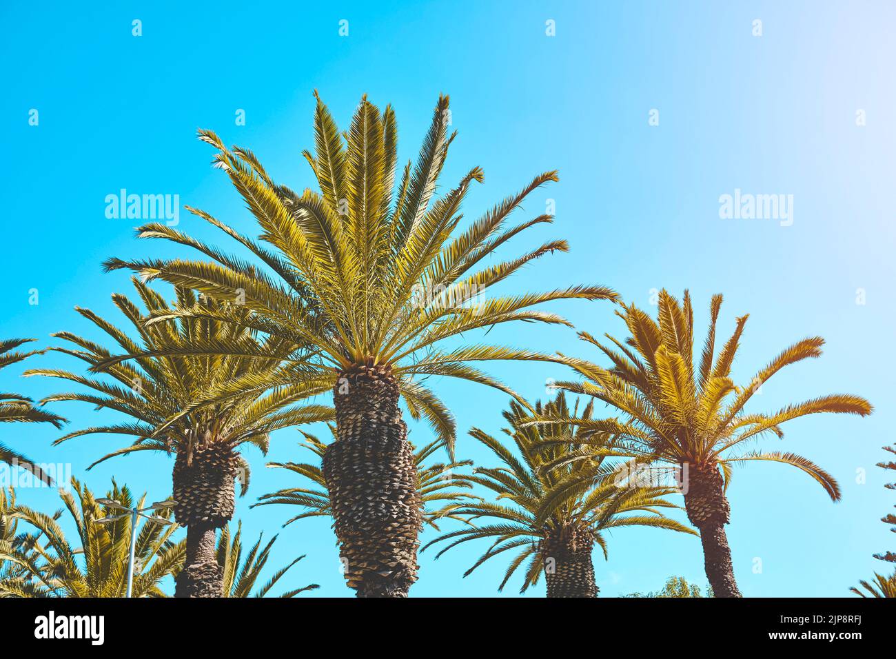 Low Angle View Of Palm Trees Against Clear Sky, Palm trees in Yanahuara ...