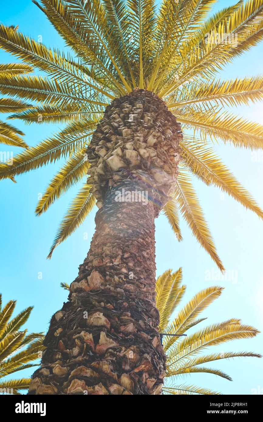 Low angle photography palm trees hi-res stock photography and images ...