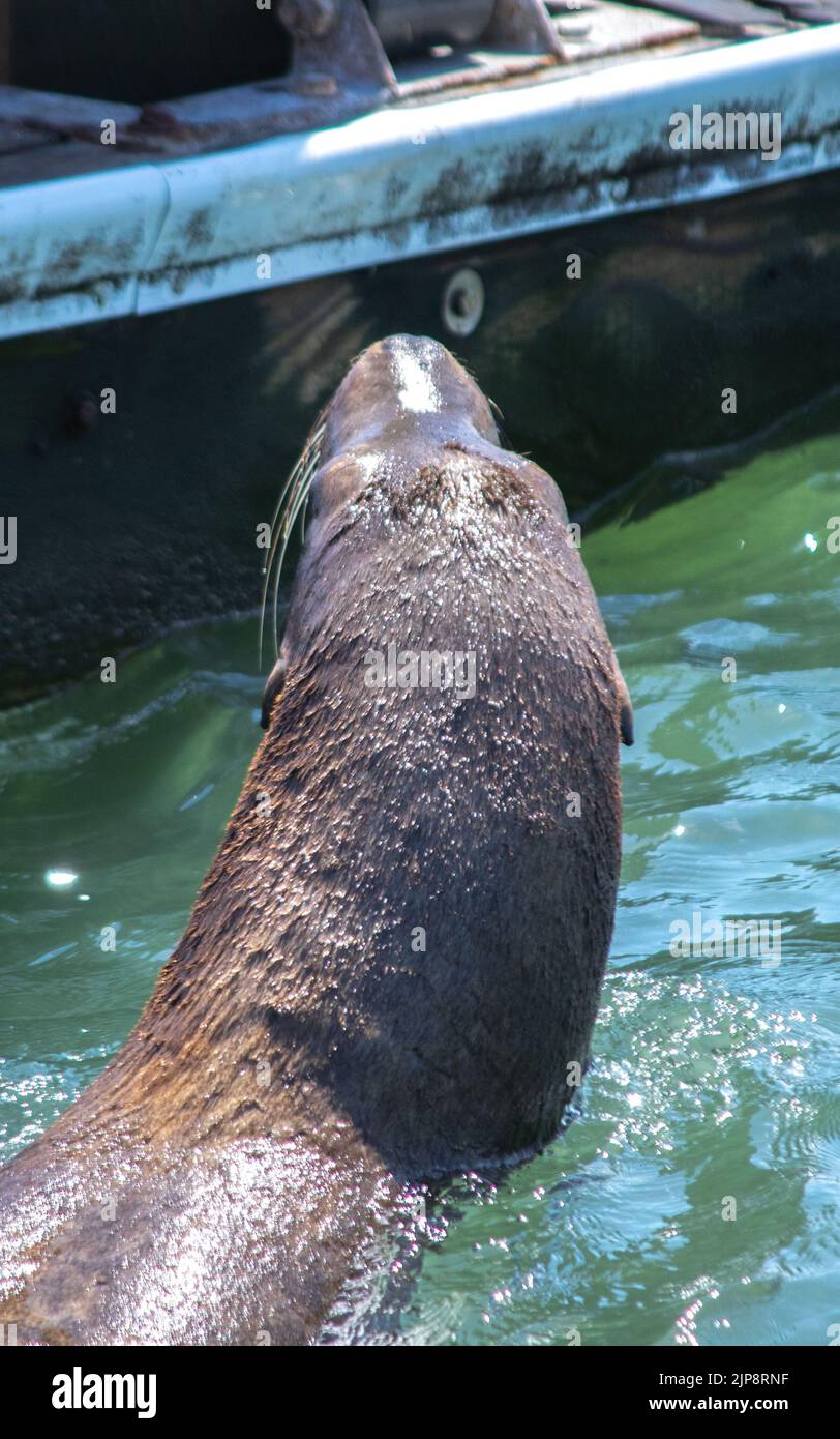 A vertical shot of a sea lion from the back swimming in the water near ...