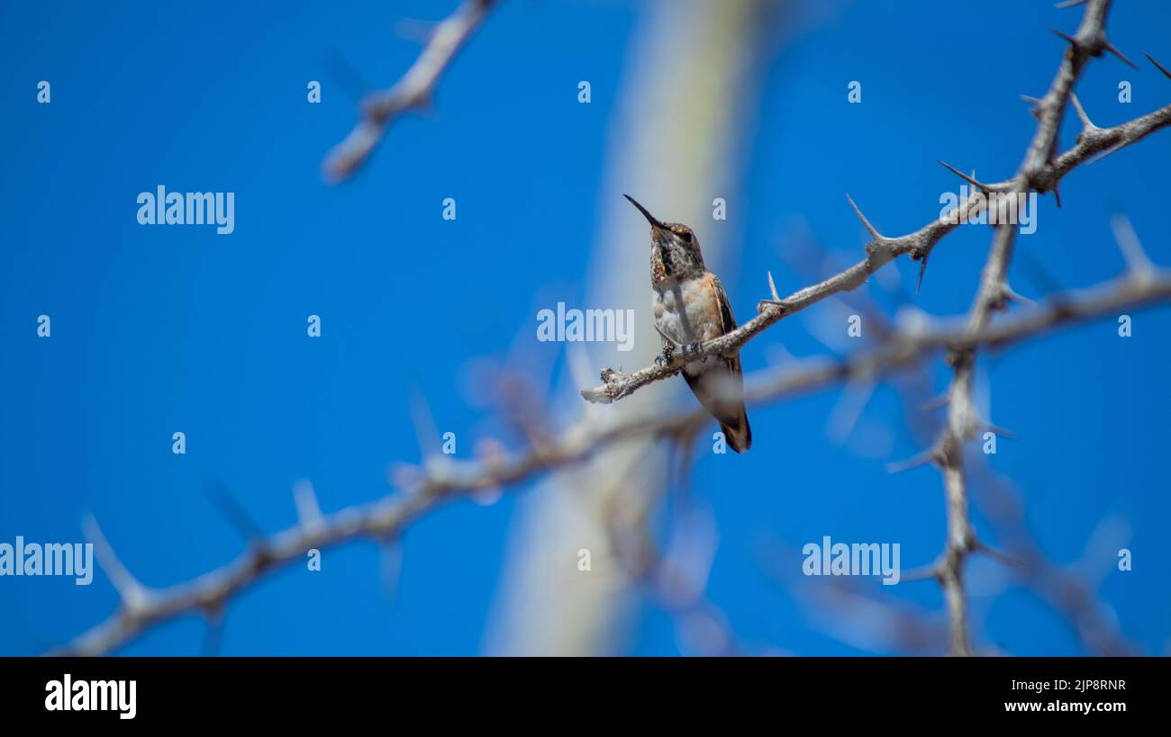 Little brown hummingbird hi-res stock photography and images - Alamy