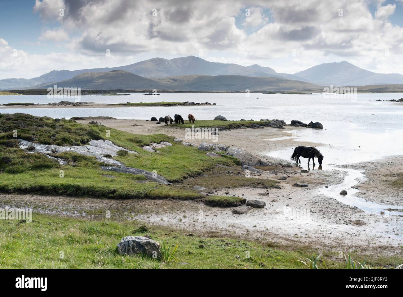 Wild ponies roaming beside Loch Bee against a backdrop of hills on the ...