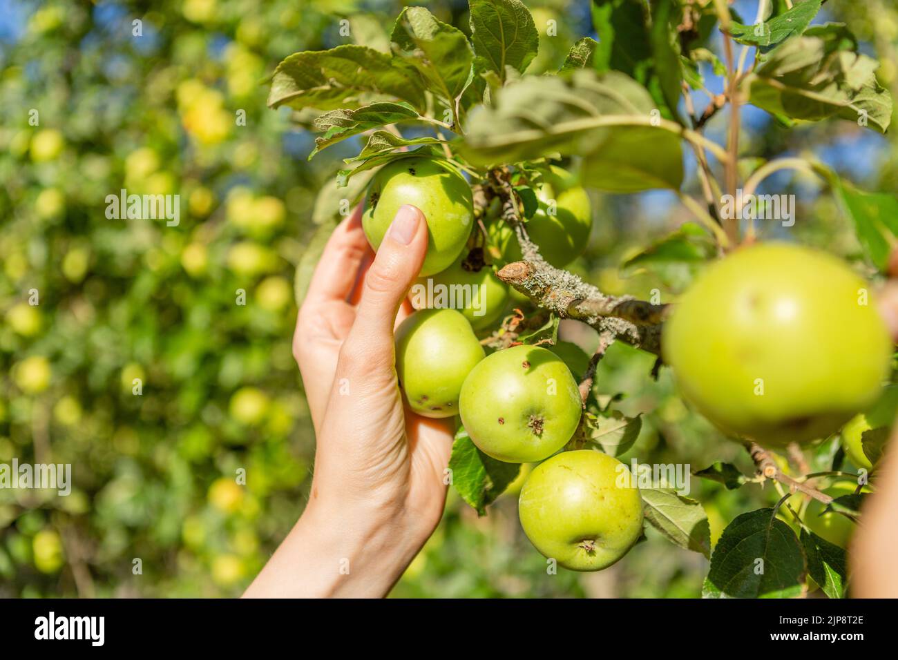 Two hands holding an apple tree brunch collecting green apples Stock ...