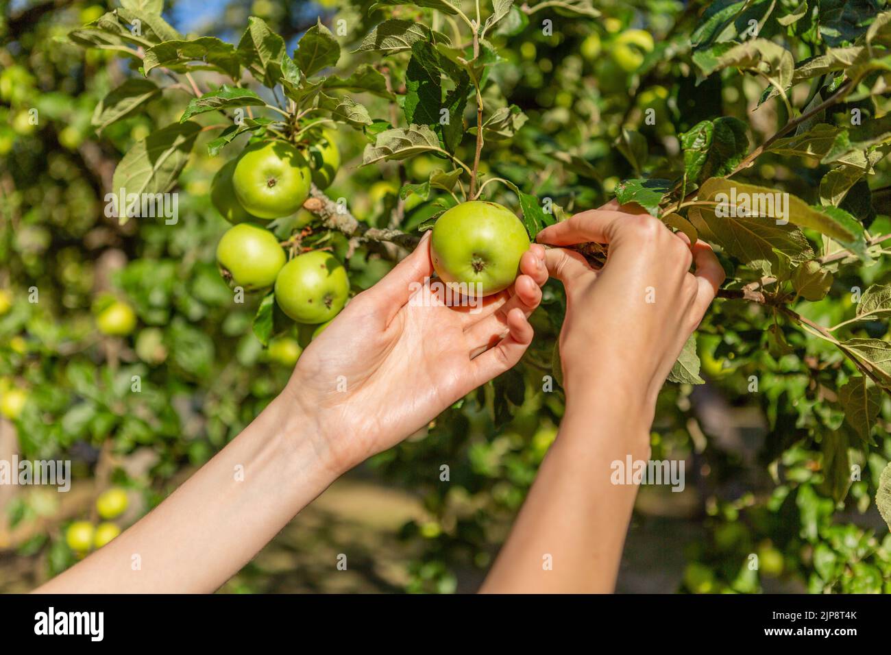 Two hands holding an apple tree brunch collecting green apples Stock ...