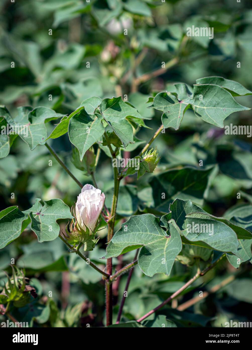 Close up portrait of a bloom on a cotton plant (Gossypium hirsutum) in ...