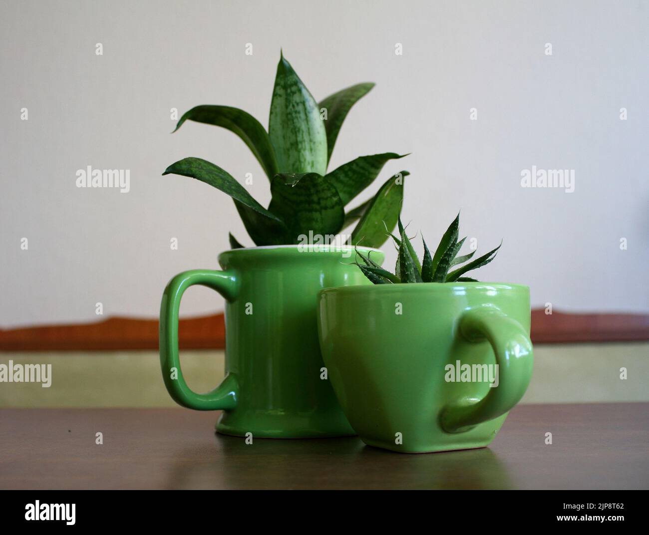 House plants in pots in the form of tea cups Stock Photo - Alamy