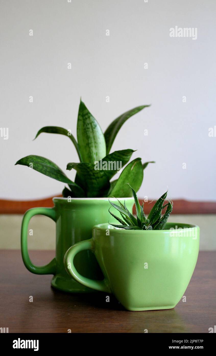 Tea cup flower pots hi-res stock photography and images - Alamy