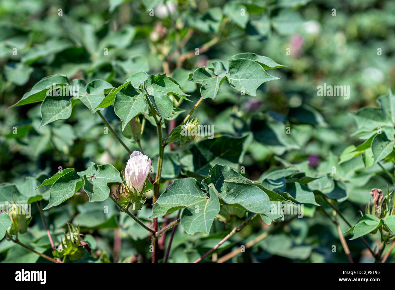 Gossypium hirsutum hi-res stock photography and images - Alamy