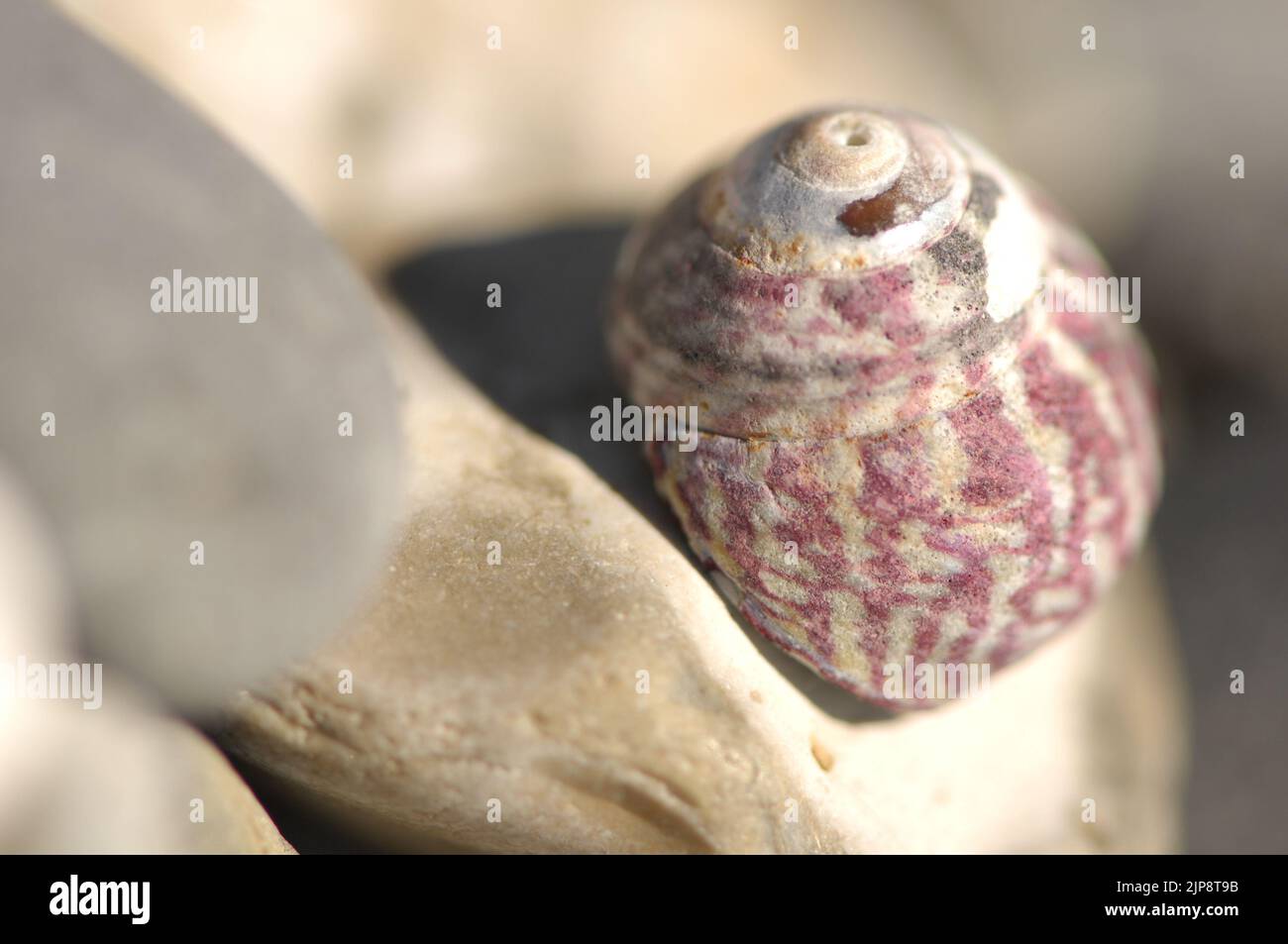 Close up seashells barnacles hi-res stock photography and images - Alamy