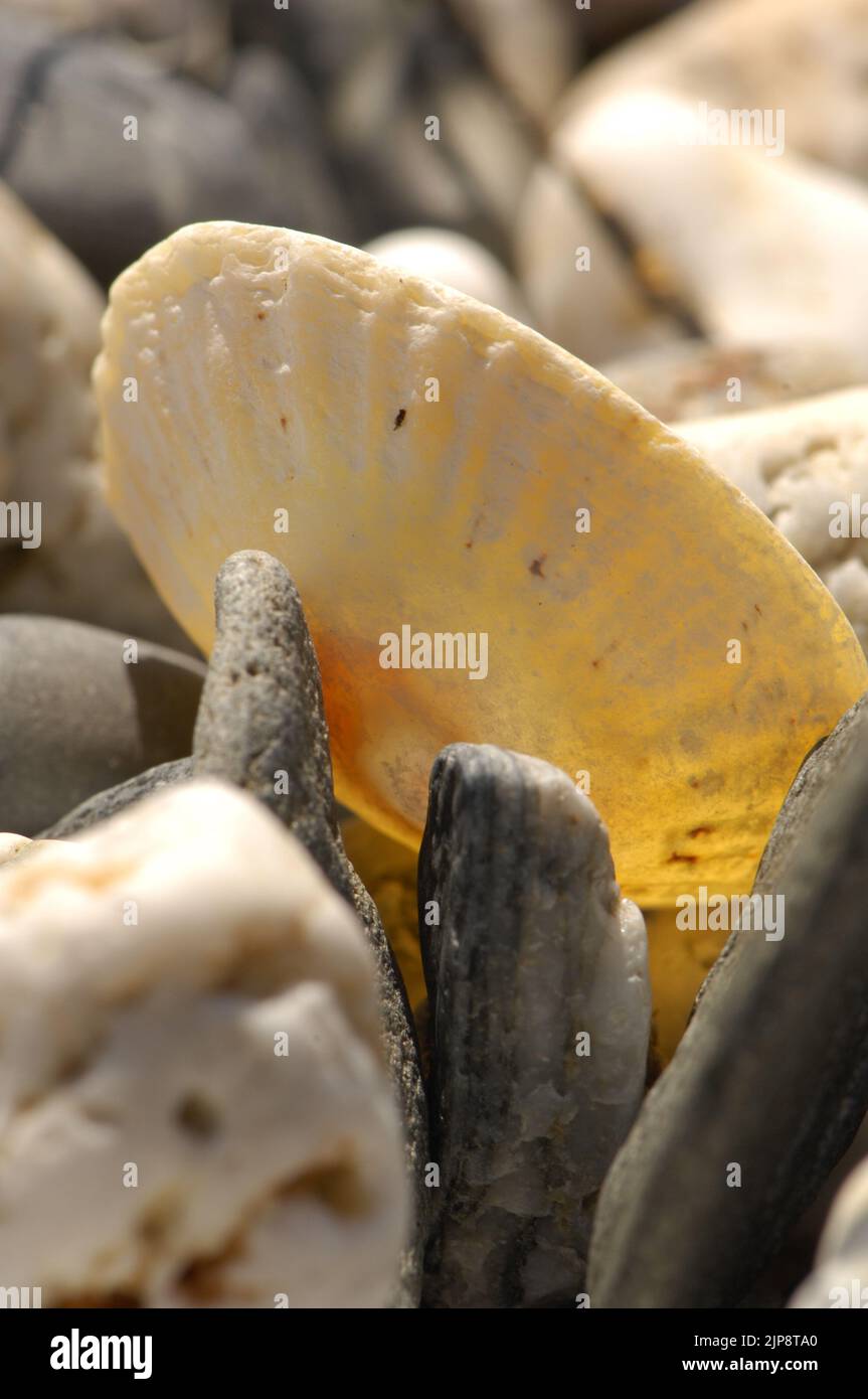 Close up seashells barnacles hi-res stock photography and images - Alamy