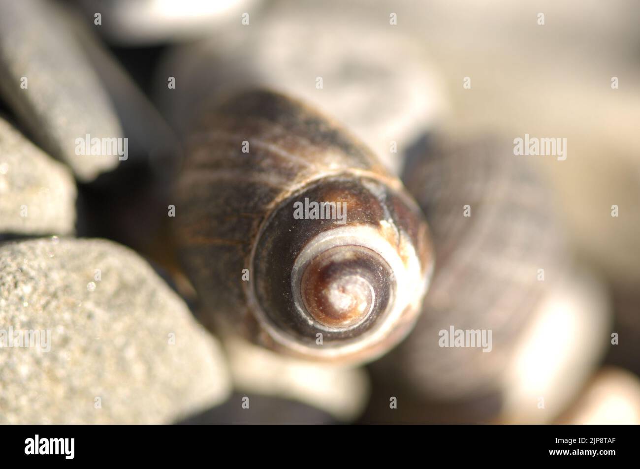 Close up seashells barnacles hi-res stock photography and images - Alamy
