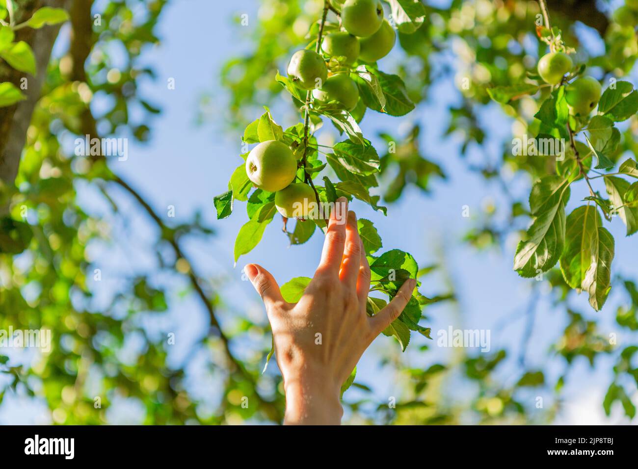 People reaching fruit on tree hi-res stock photography and images - Alamy