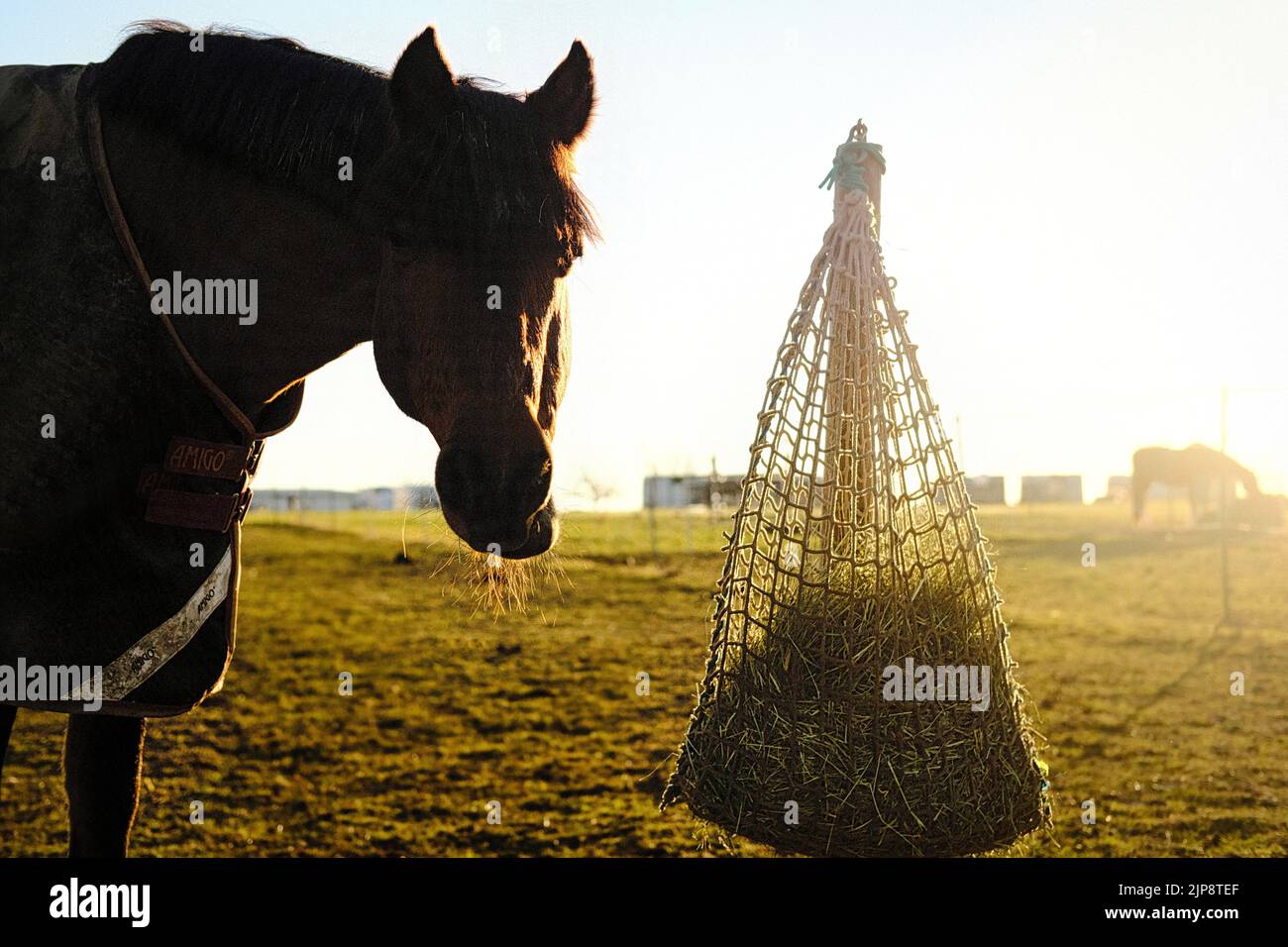 Silhouette horse sunset red orange hi-res stock photography and images ...