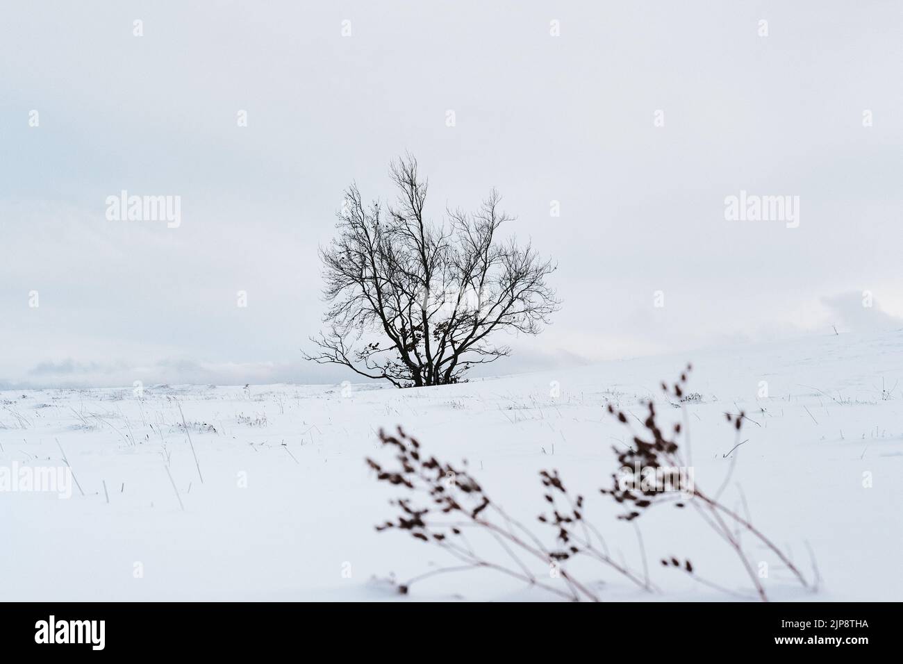 WInter landscape with lone tree and bushes Stock Photo - Alamy