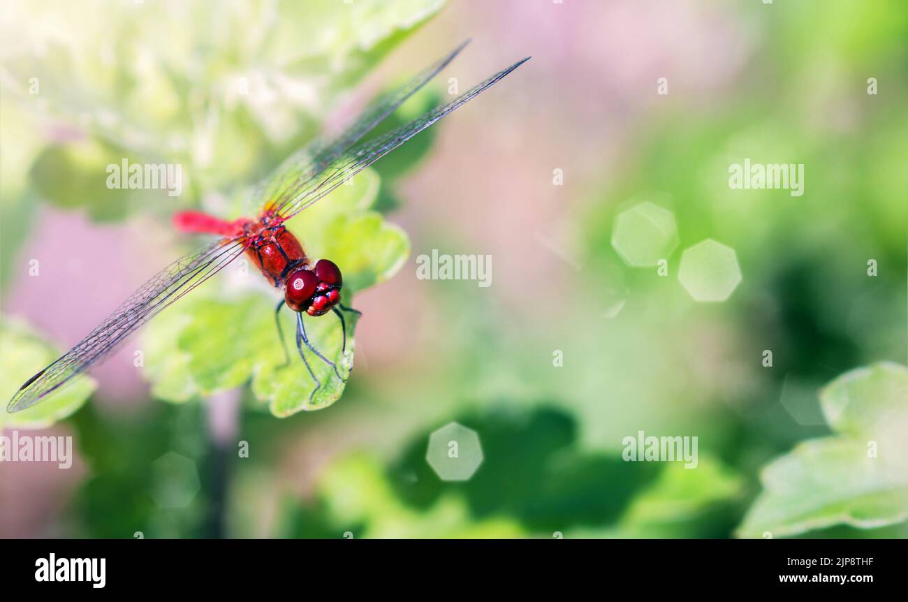 dragonfly sitting on a chrysanthemum, photo wich blur background Stock ...