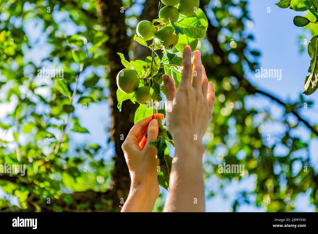 People reaching fruit on tree hi-res stock photography and images - Alamy