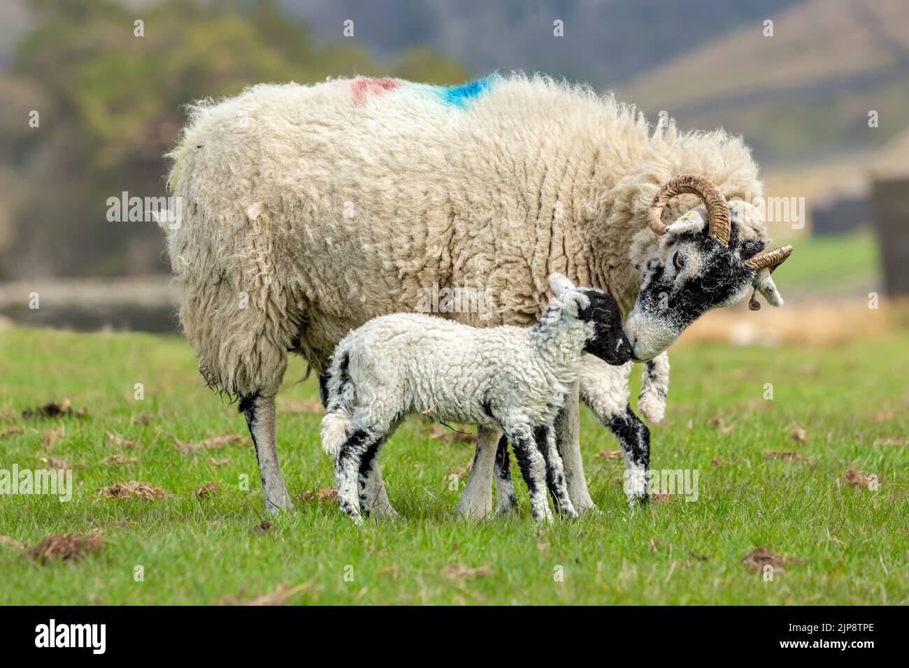 Horned ewe lambing hi-res stock photography and images - Alamy