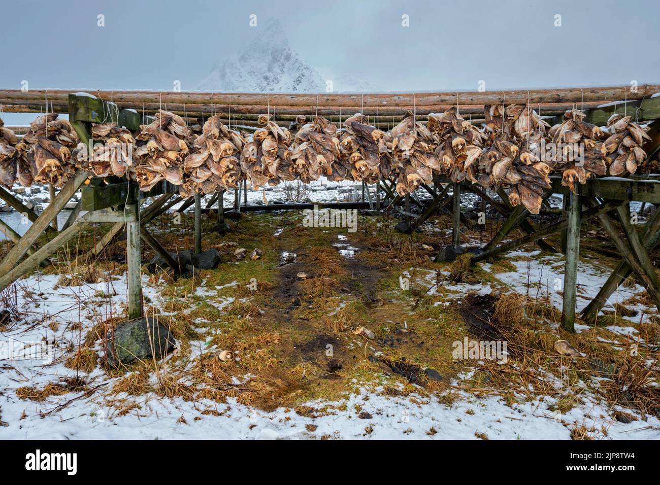 drying, cod, fish head, dry, dryings, cods, fish heads Stock Photo - Alamy