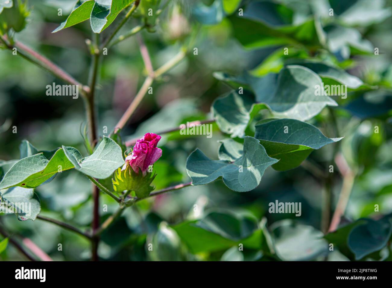 Second-day pink bloom on a cotton plant (Gossypium) in a commercial ...