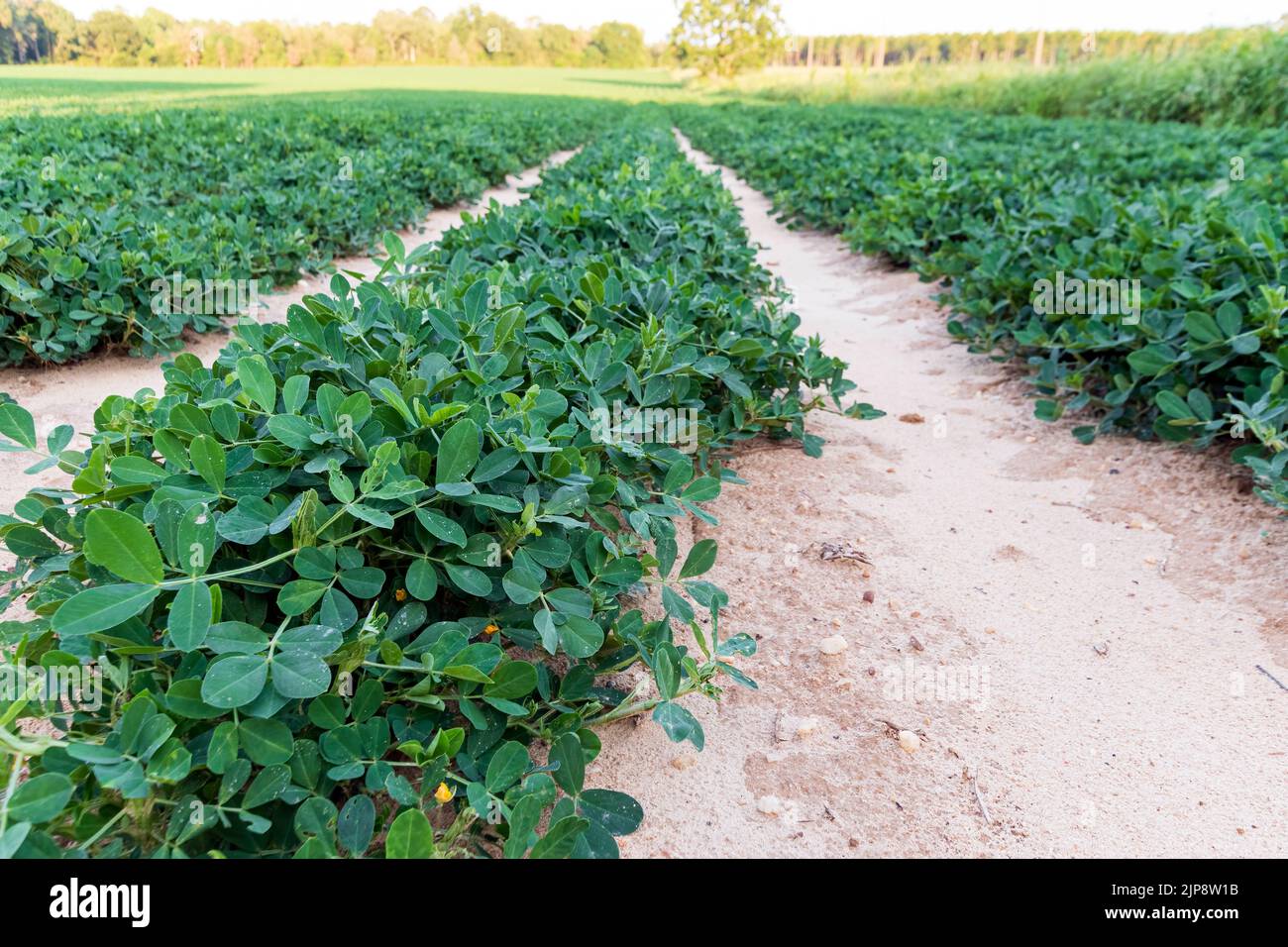 Georgia farm farming agriculture hi-res stock photography and images ...