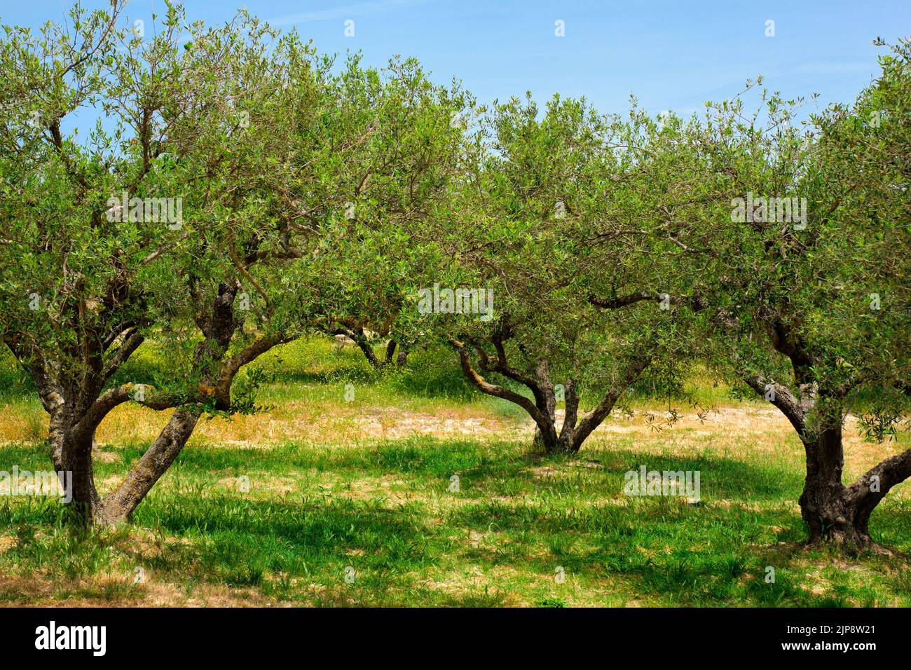 greece, olive tree, plantation, crete, countryside, greeces, olive ...