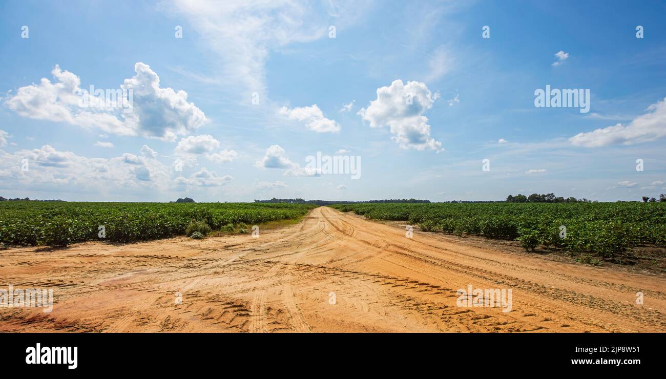 Georgia farm farming agriculture hi-res stock photography and images ...