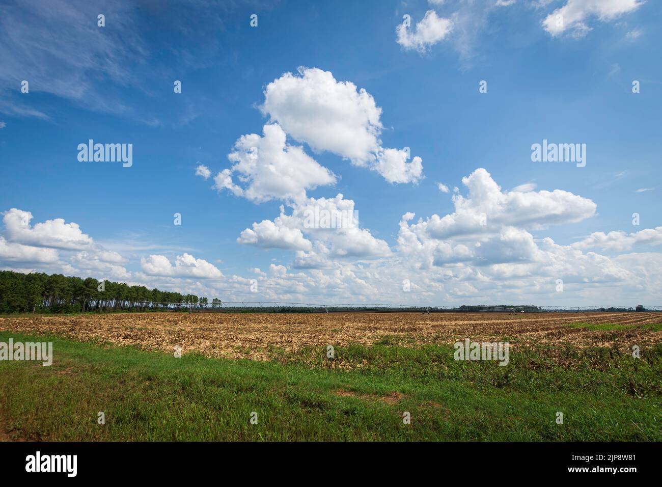 Panoramic view of a recently harvested corn field in south Georgia with ...