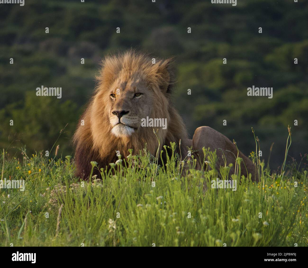 Lion over-watching his valley Stock Photo - Alamy