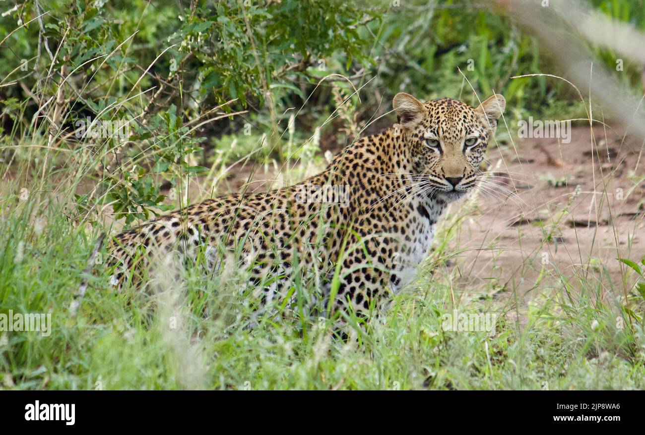 Animal wiildlife hi-res stock photography and images - Alamy