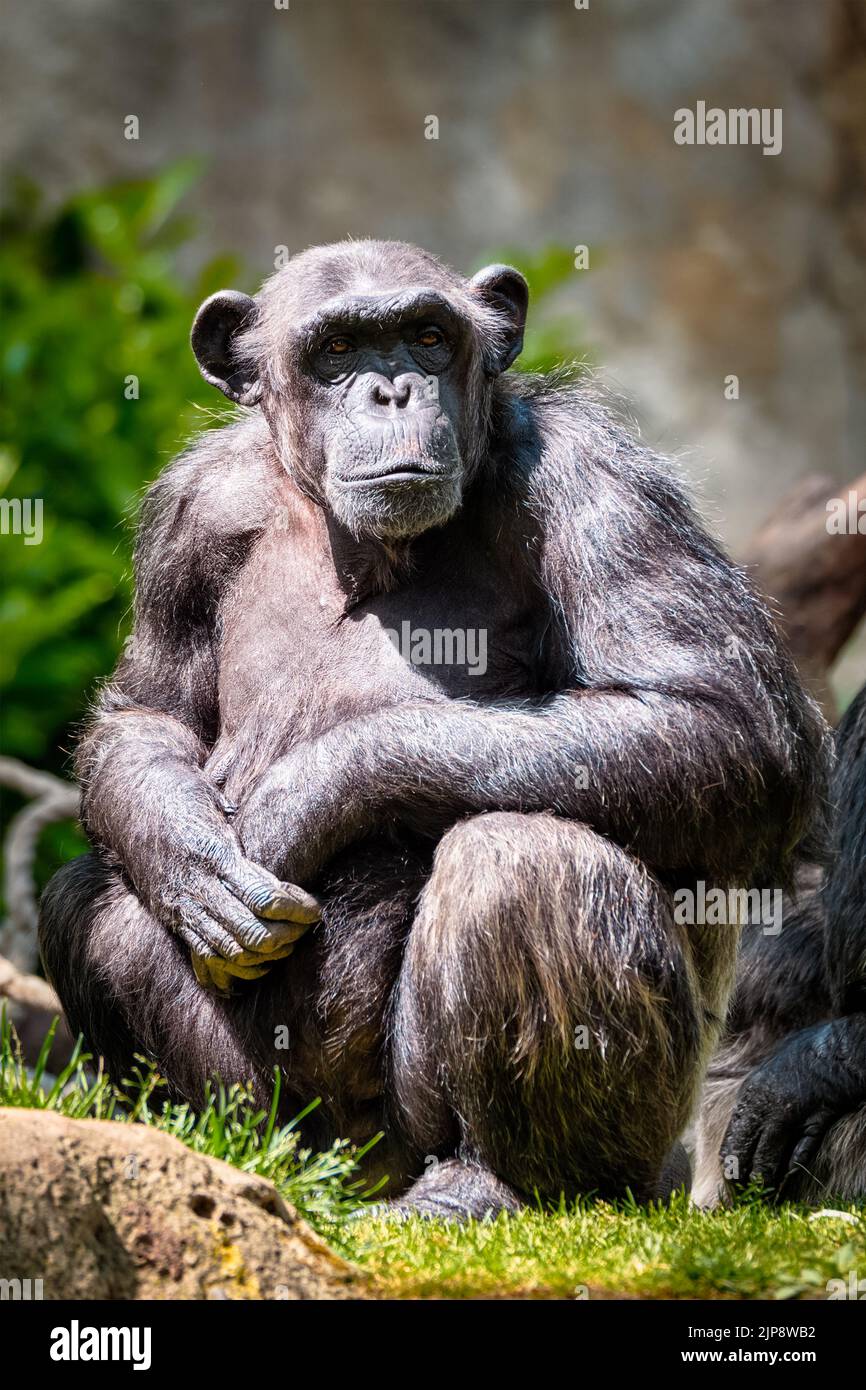 monkey, chimpanzee, monkeys, primates, chimpanzees Stock Photo - Alamy