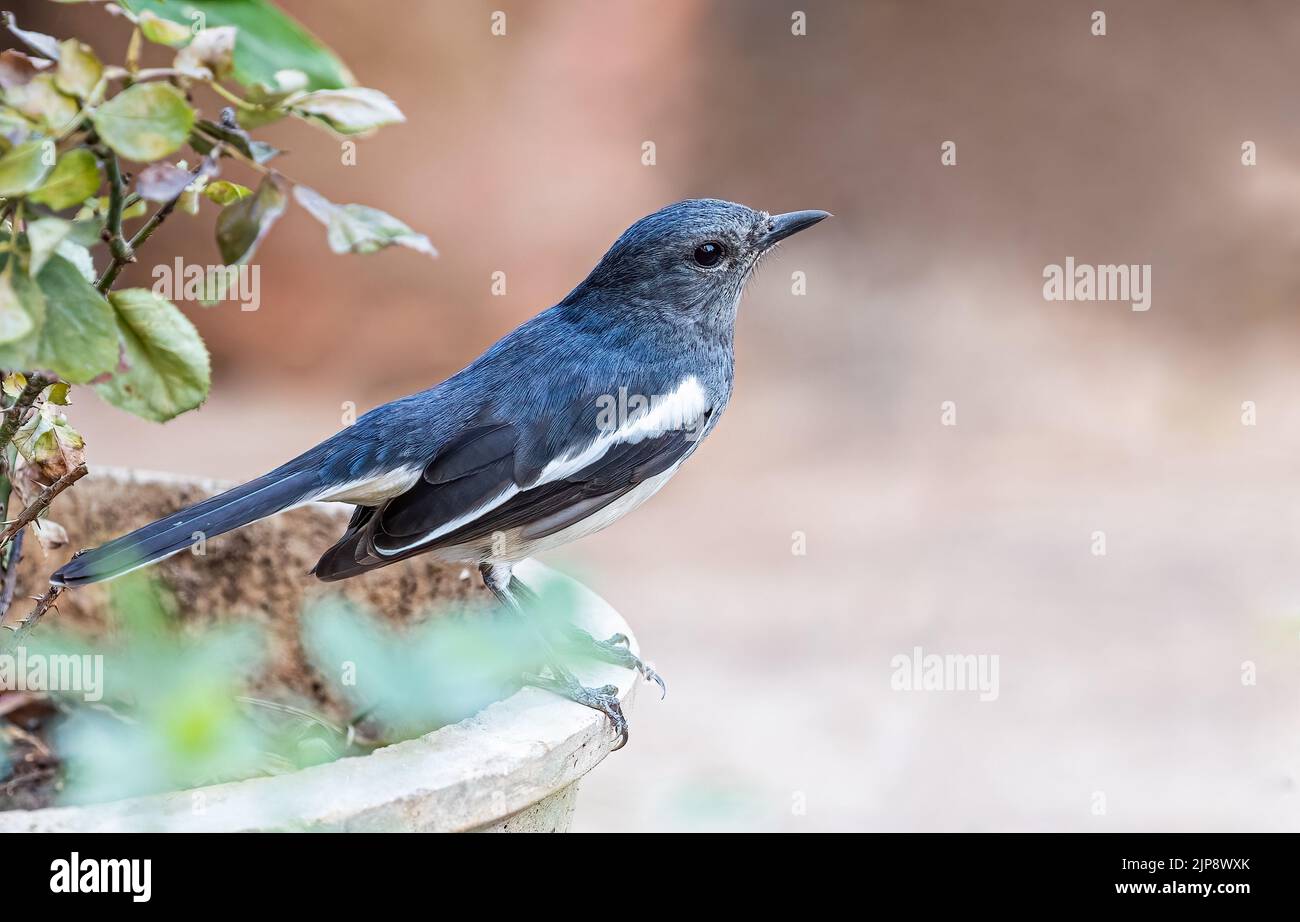 A female Oriental Magpie sitting on a flower pot Stock Photo - Alamy