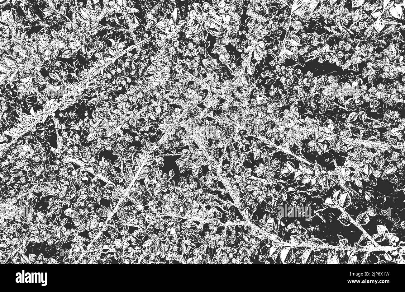 Distressed overlay wooden leaf macro texture with streaks. grunge black ...