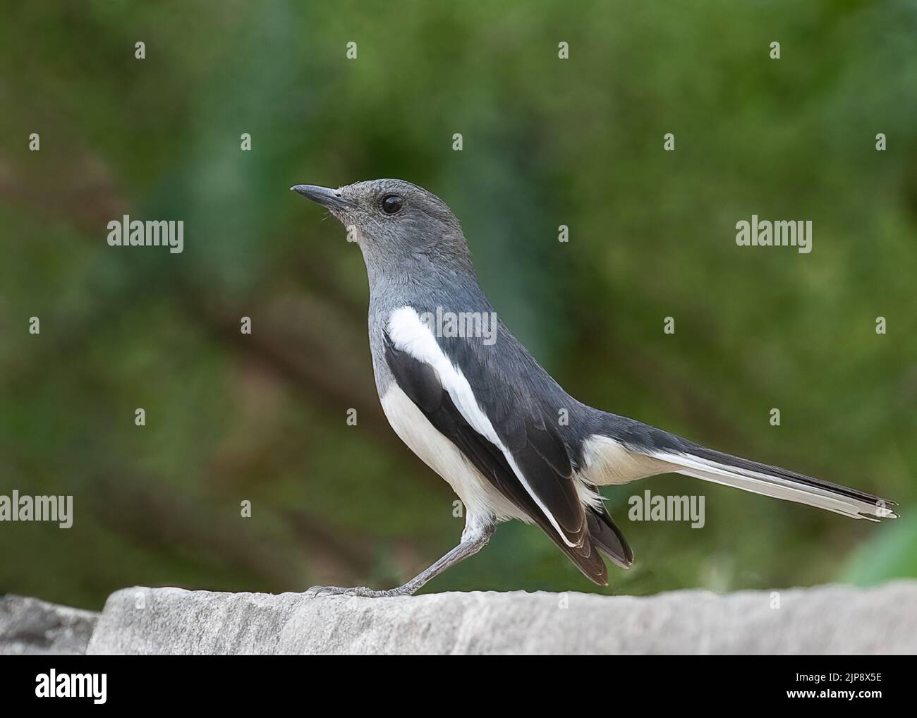 Magpie on wall hi-res stock photography and images - Alamy