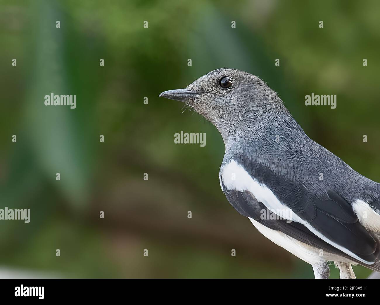 A oriental Magpie female close up while sitting on wall Stock Photo - Alamy