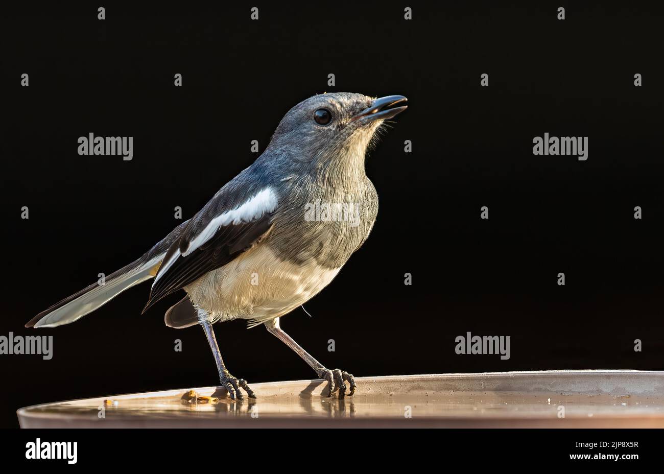 A Female oriental Magpie against black background Stock Photo - Alamy