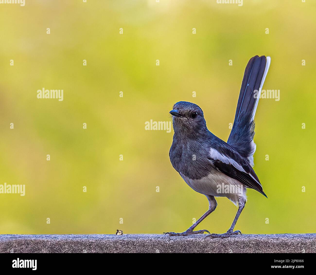 A Female Oriental Magpie with its tails up on a wall Stock Photo - Alamy